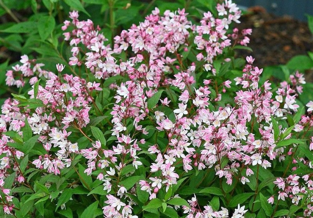 Trojpuk ružový ´CARMINEA´ | 50-80 cm | zahradnici.sk