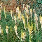 Fakľovka ´LITTLE MAID´ | zahradnici.sk