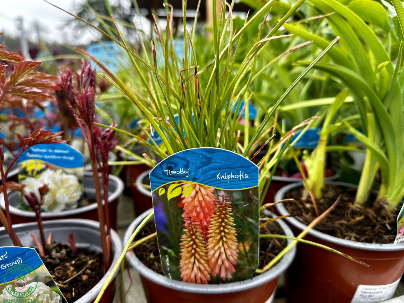 Fakľovka ´TIMOTHY´ | zahradnici.sk