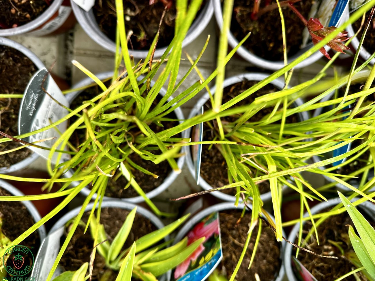 Fakľovka ´REDHOT POPSICLE´ | zahradnici.sk