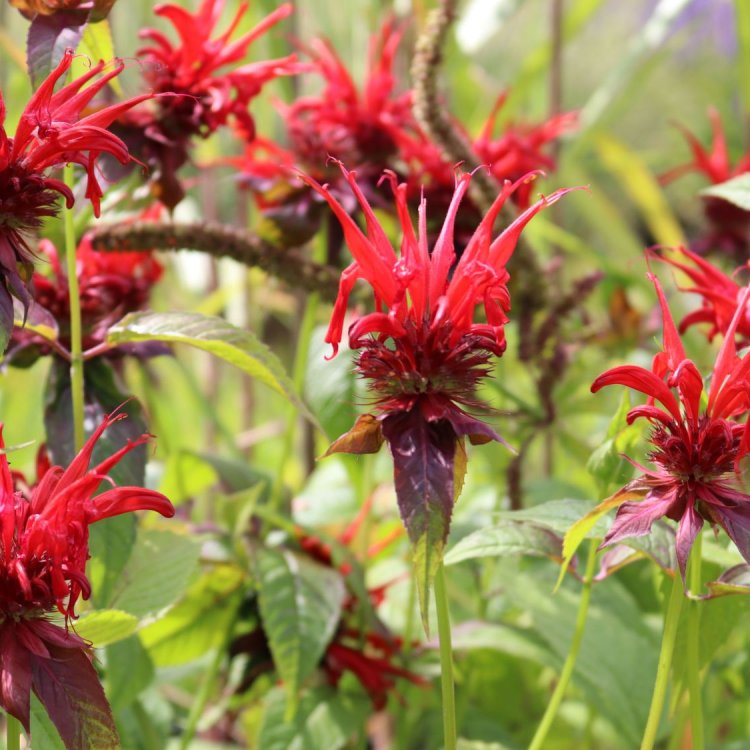 Monarda ´CAMBRIDGE SCARLET´ | zahradnici.sk