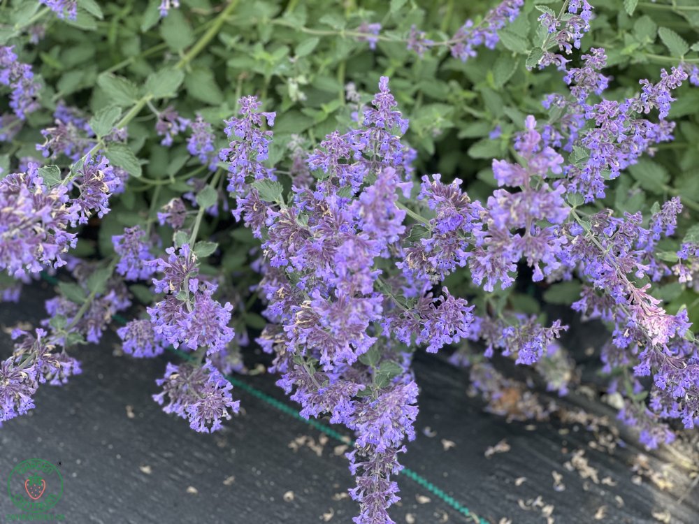 Kocúrnik záhradný ´SIX HILLS GIANT´ | zahradnici.sk