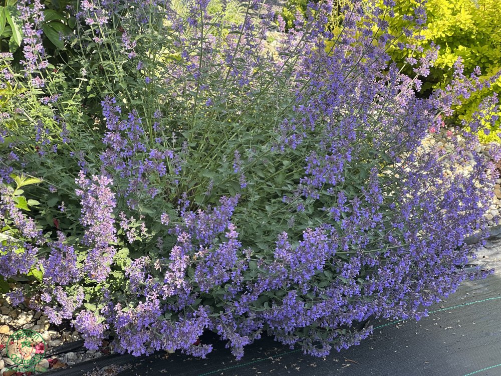 Kocúrnik záhradný - "Six Hills Giant" - zahradnici.sk