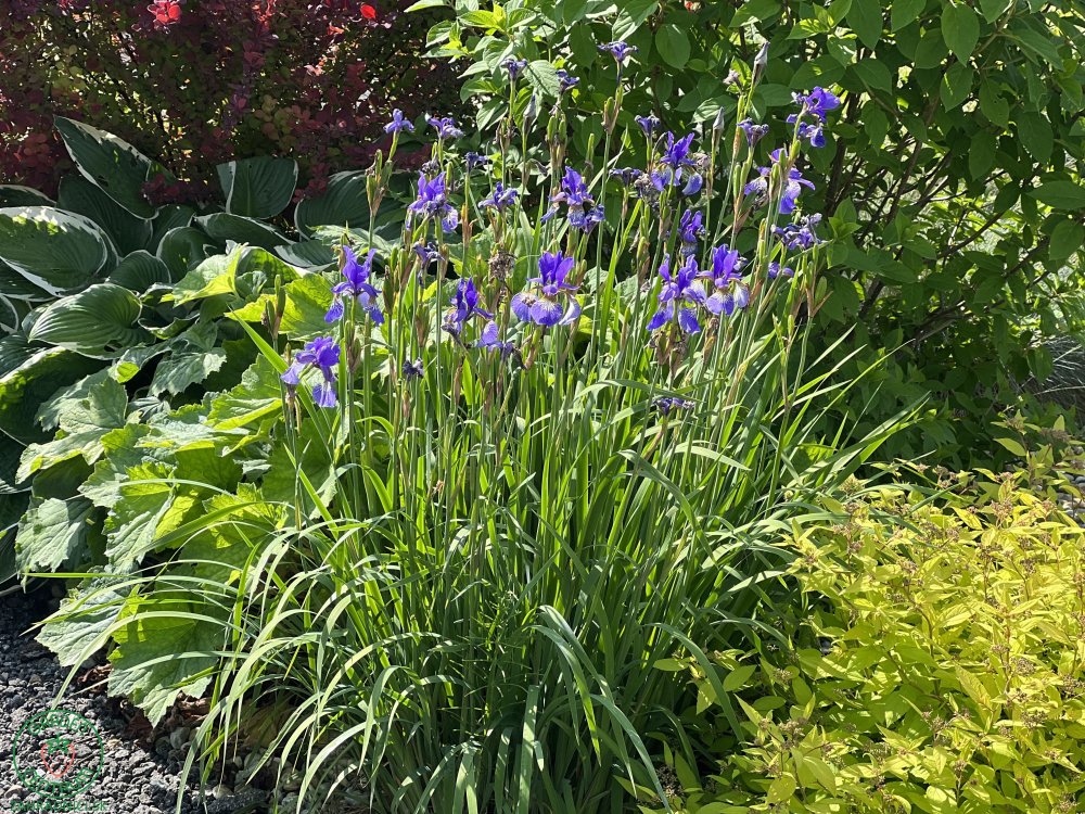 Kosatec - Iris ´Little Shadow´ - zahradnici.sk