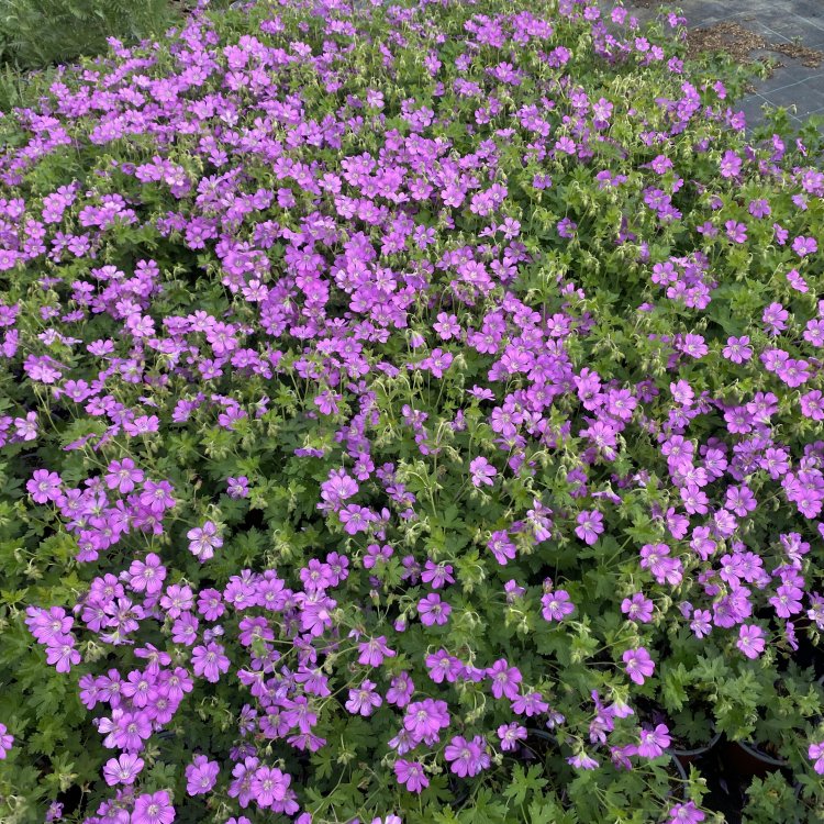 Pakosť gracile ´SIRAK´ | 25-35 cm | zahradnici.sk