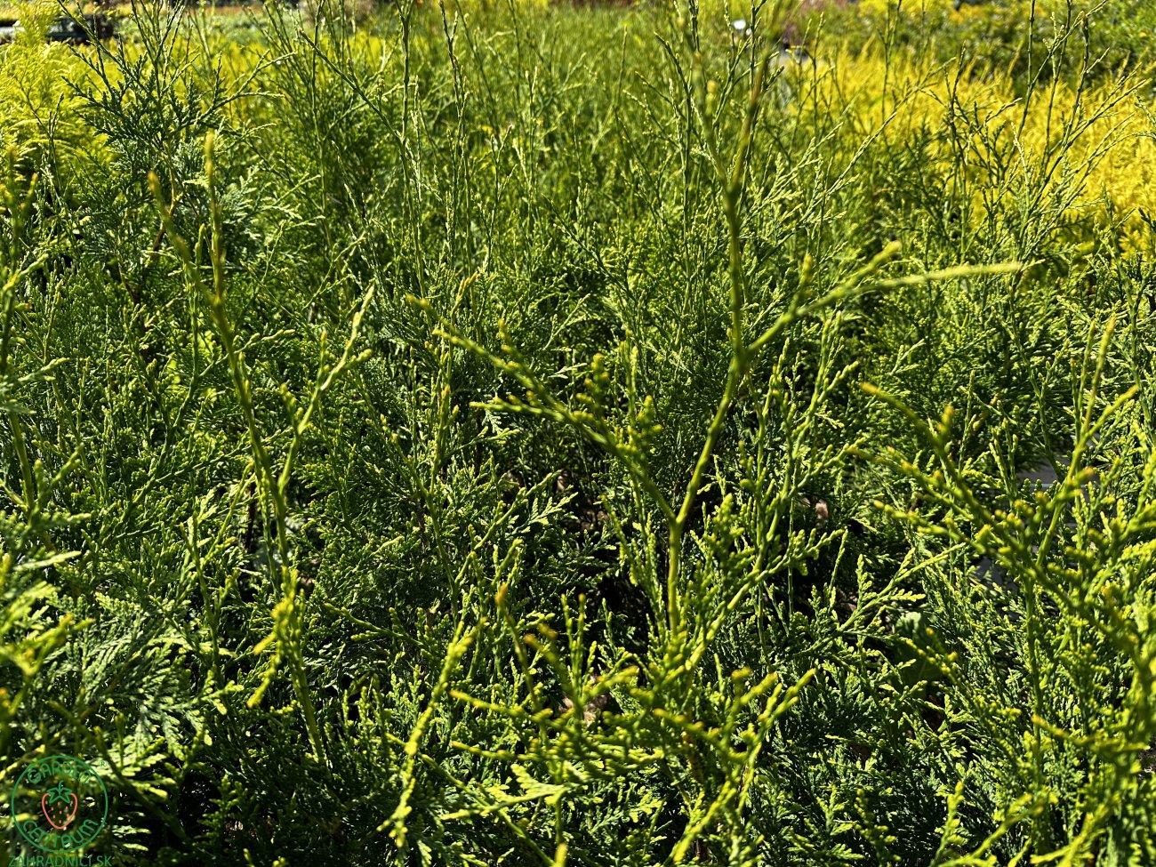 Tuja západná (Thuja occidentalis) ´BRABANT´ |50-80 cm| zahradnici.sk