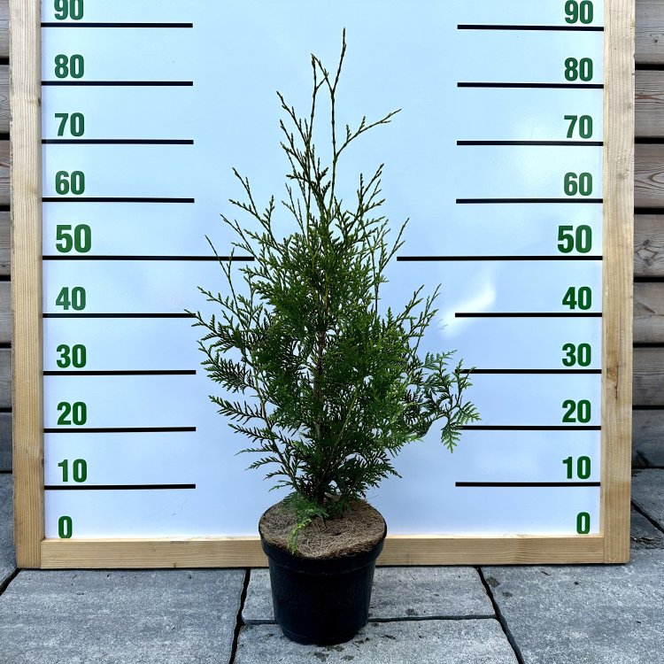 Tuja západná (Thuja occidentalis) ´BRABANT´ |50-80 cm| zahradnici.sk