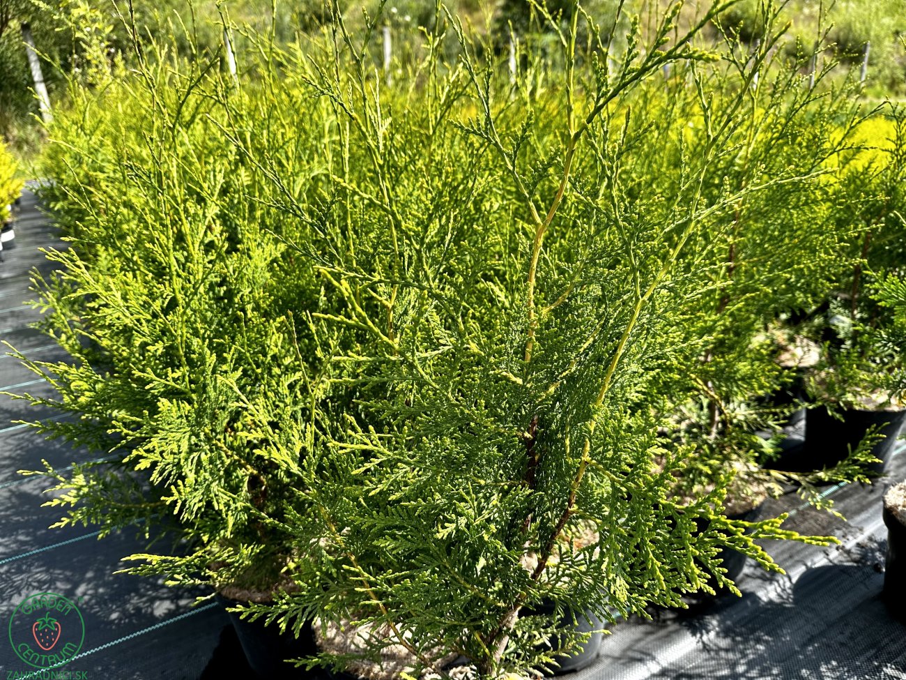 Tuja západná (Thuja occidentalis) ´BRABANT´ |50-80 cm| zahradnici.sk