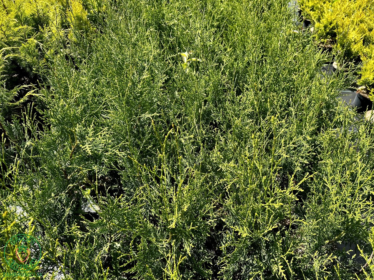 Tuja západná (Thuja occidentalis) ´BRABANT´ |50-80 cm| zahradnici.sk