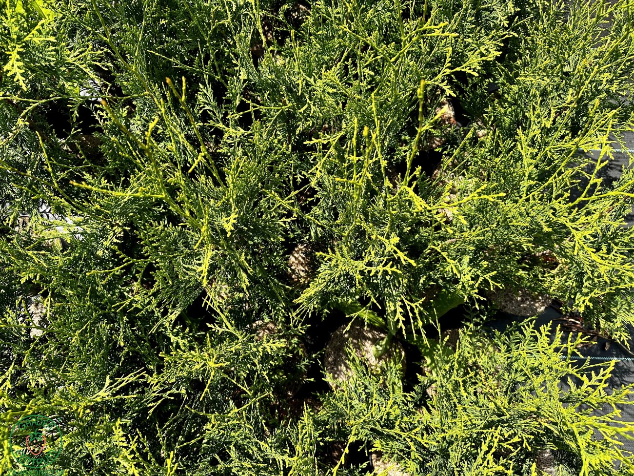 Tuja západná (Thuja occidentalis) ´BRABANT´ |50-80 cm| zahradnici.sk