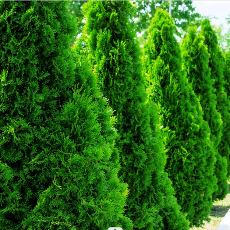 Tuja východná ´JUSTYNKA´ |30-40 cm| zahradnici.sk