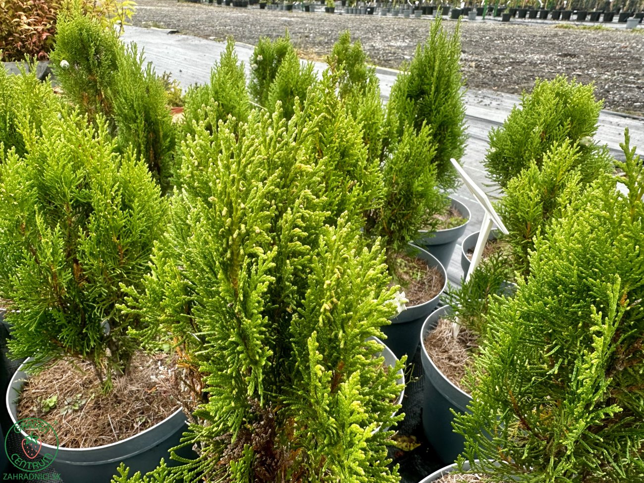 Tuja východná ´JUSTYNKA´ |30-40 cm| zahradnici.sk