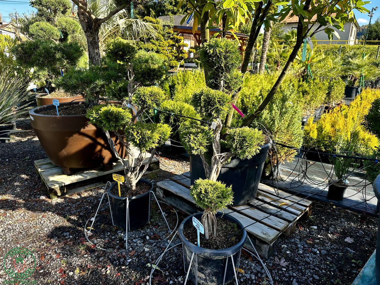 Tuja západná ´MIRJAM´ |110-120 cm| zahradnici.sk