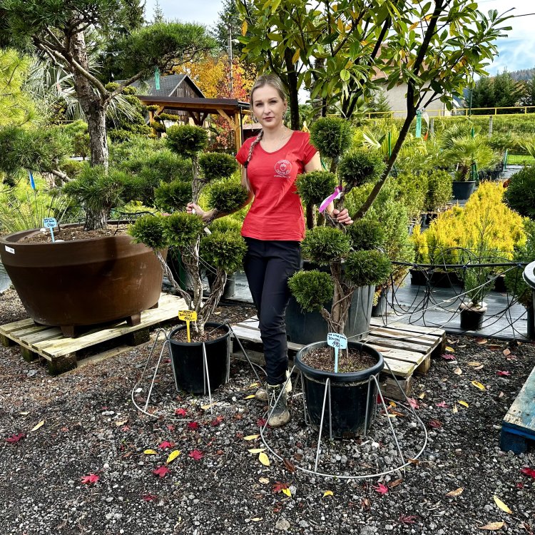 Tuja západná ´MIRJAM´ |110-120 cm| zahradnici.sk