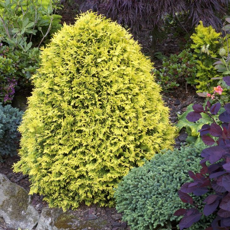 Tuja západná ´SUNKIST´ |40-60 cm| zahradnici.sk