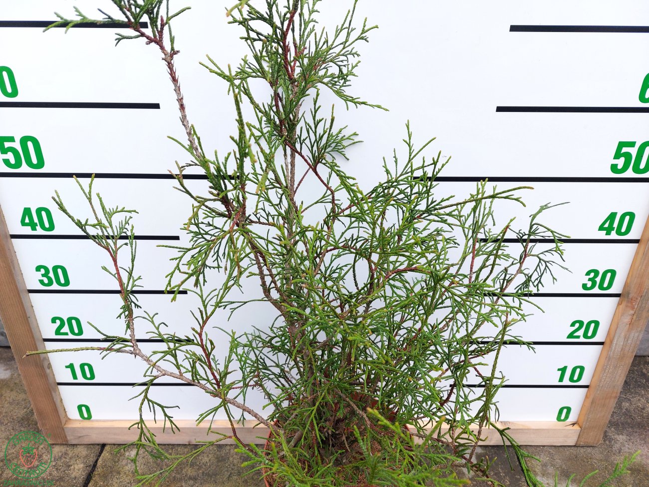 Tuja západná ´OHLENDORFII´ | 60-80 cm | zahradnici.sk