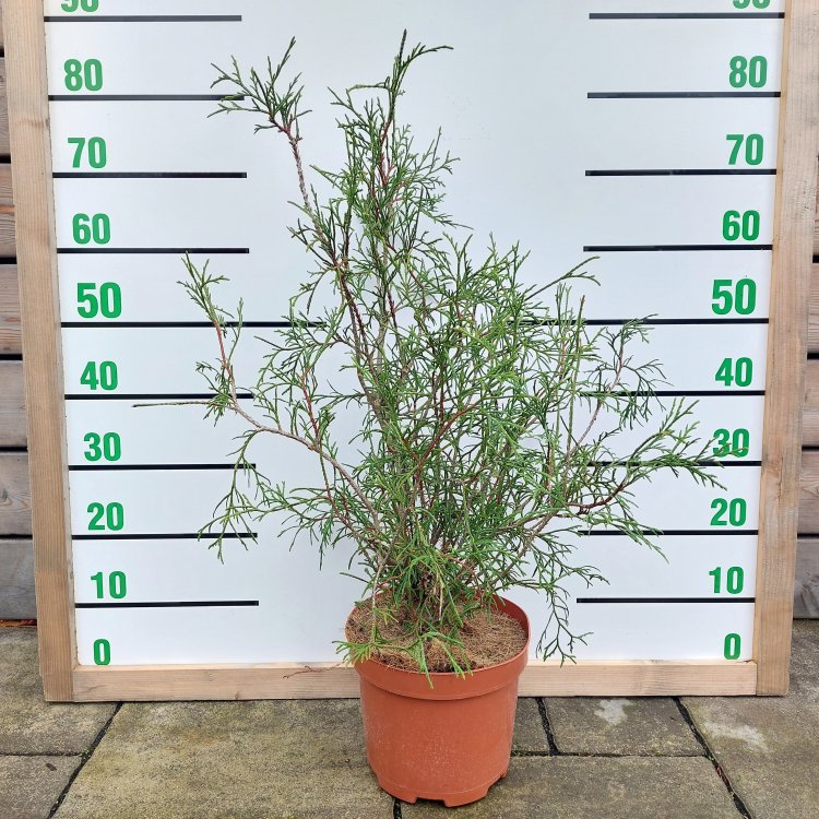 Tuja západná ´OHLENDORFII´ | 60-80 cm | zahradnici.sk