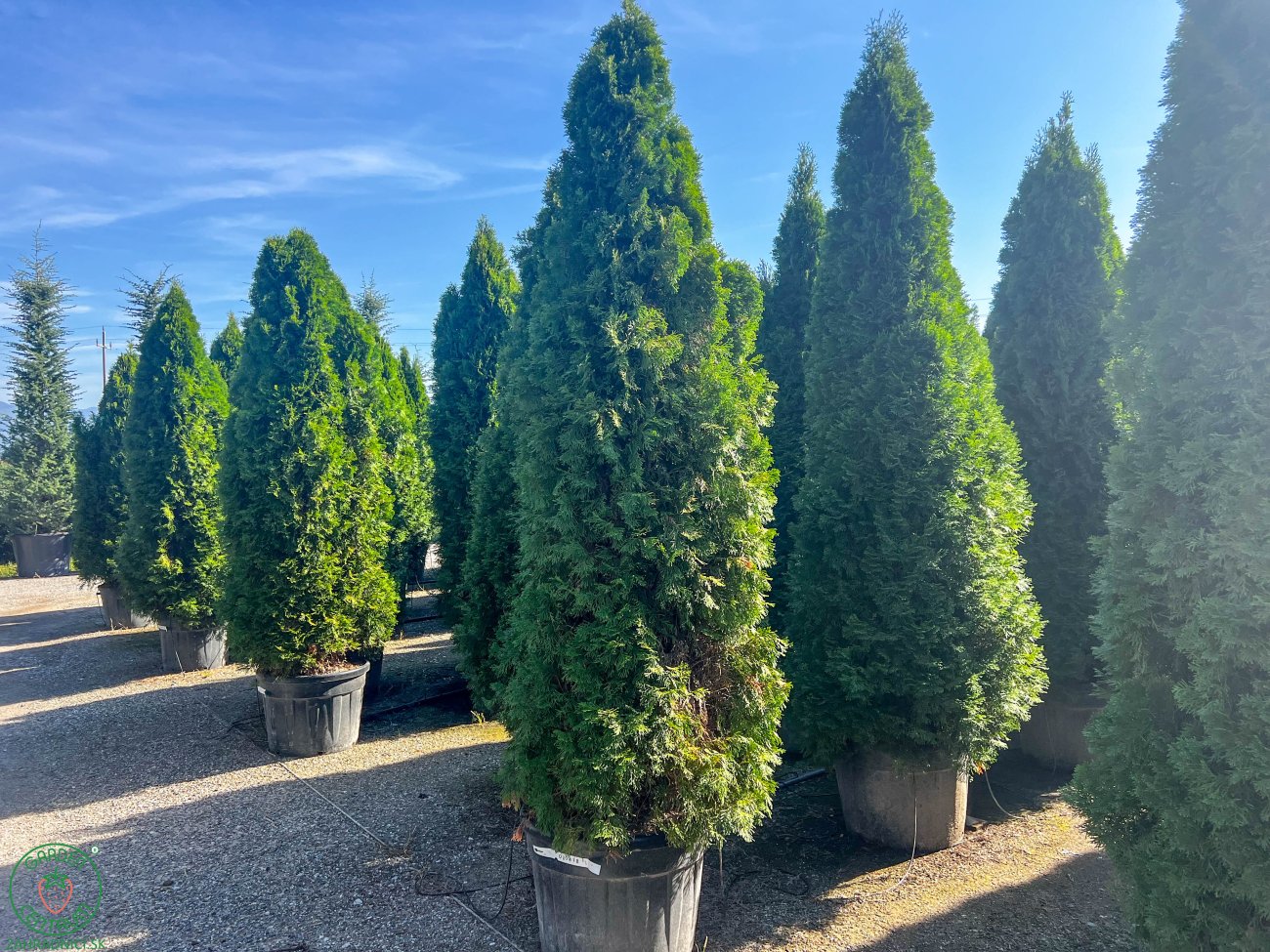Tuja západná ´SMARAGD´ |300-320 cm| zahradnici.sk