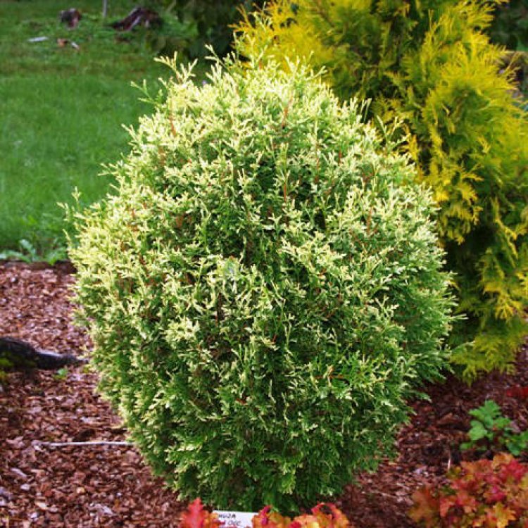 Tuja západná ´HERZBERG´ | 30-40 cm | zahradnici.sk