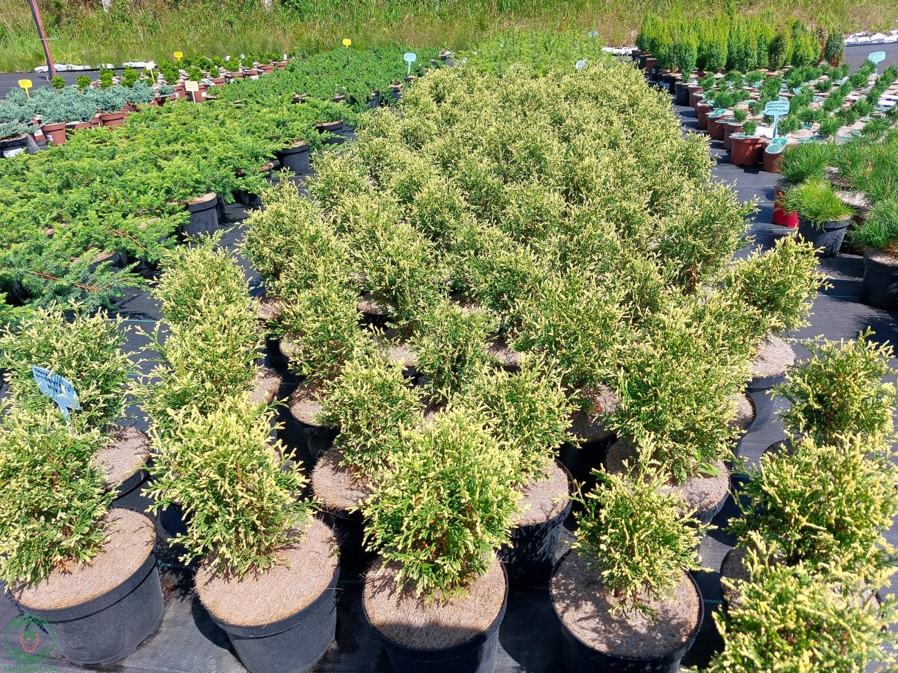 Tuja západná ´HERZBERG´ | 30-40 cm | zahradnici.sk