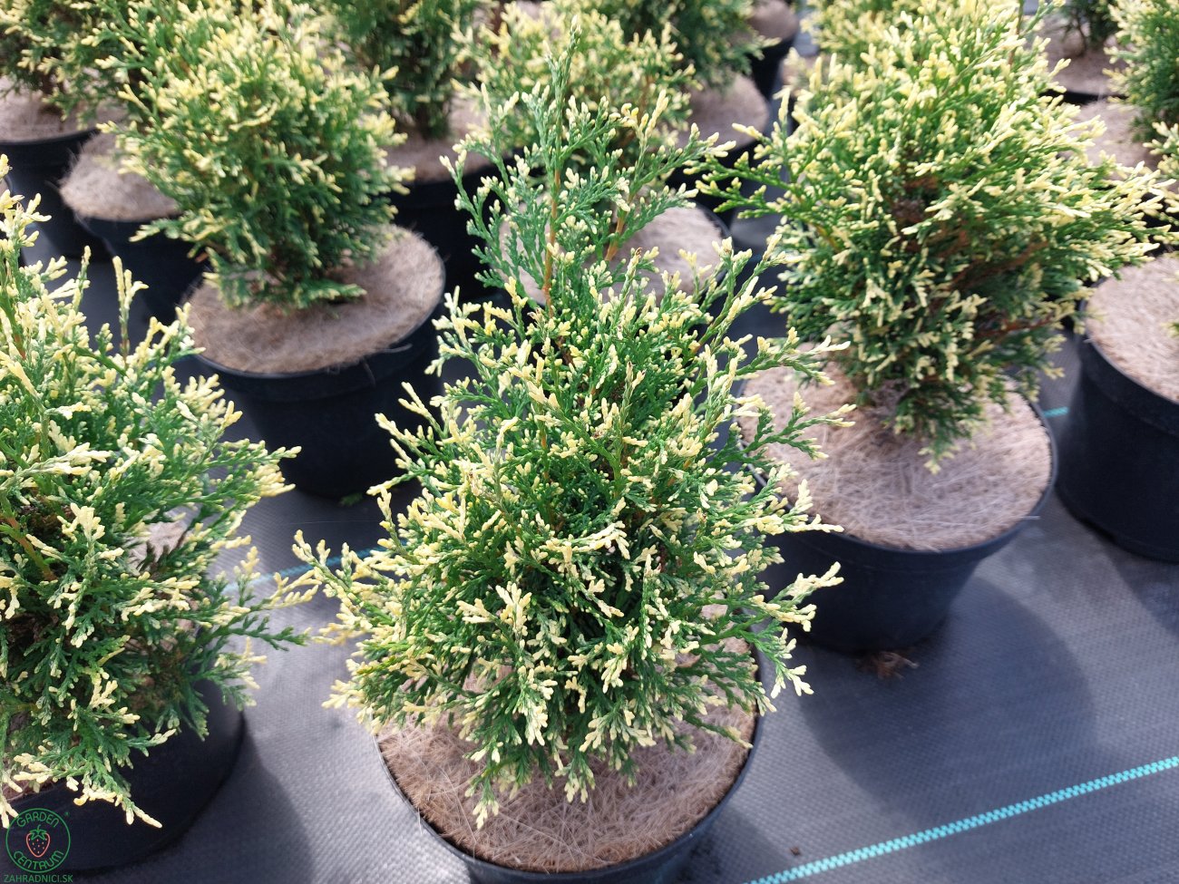 Tuja západná ´HERZBERG´ | 30-40 cm | zahradnici.sk