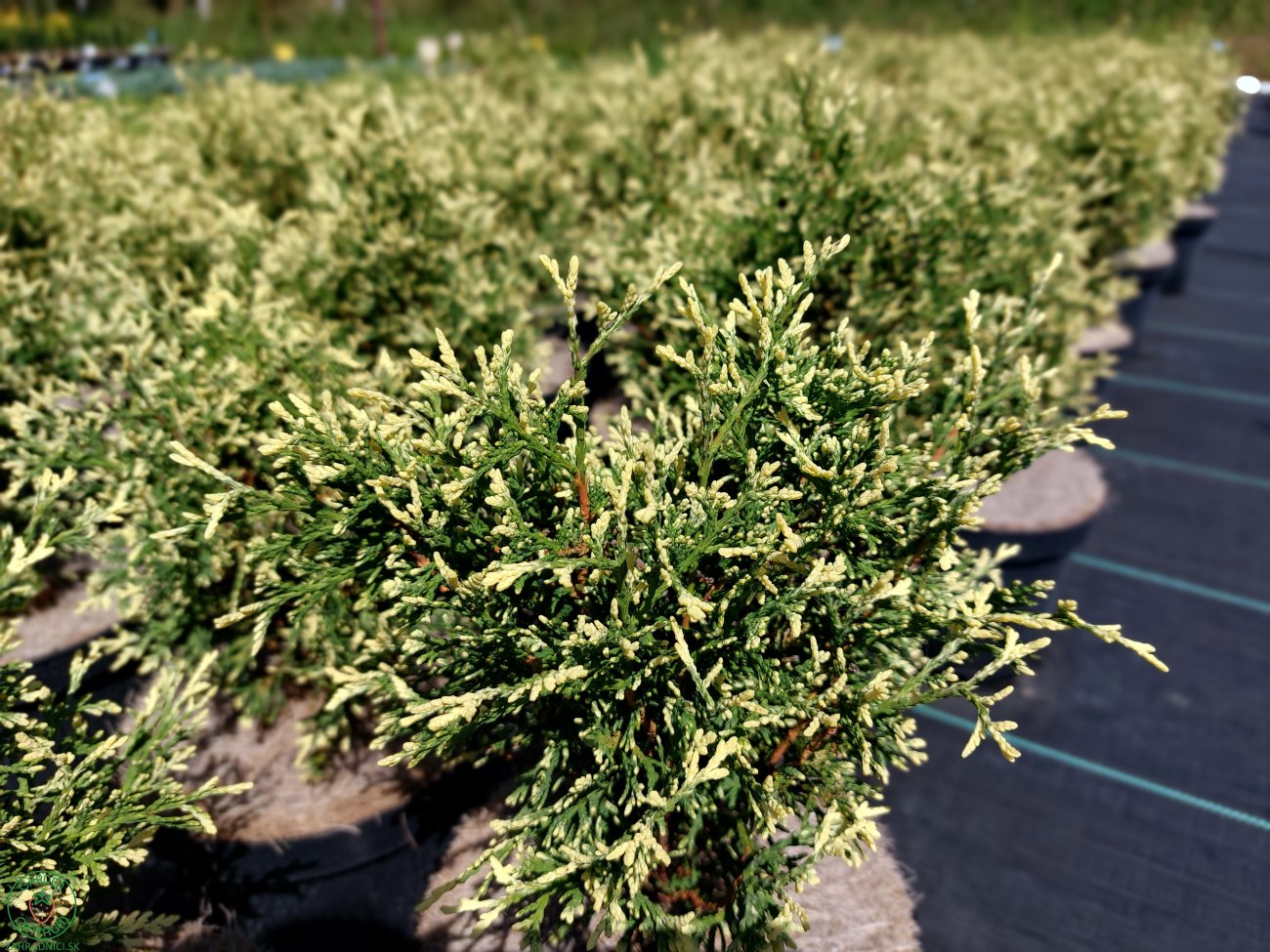 Tuja západná ´HERZBERG´ | 30-40 cm | zahradnici.sk