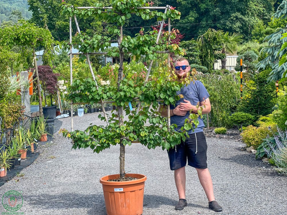 Marhuľa obyčajná ´EARLY ORANGE´ | 200-220 cm | zahradnici.sk