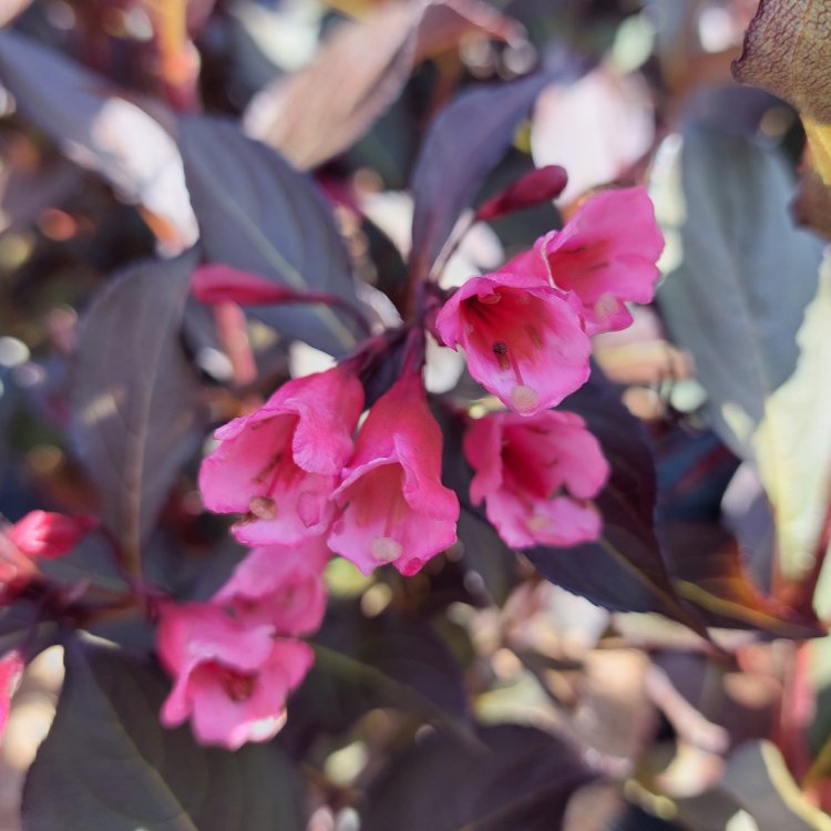 Vajgela kvetnatá (Weigela florida) ´ALEXANDRA´® |40-60 cm| zahradnici.sk