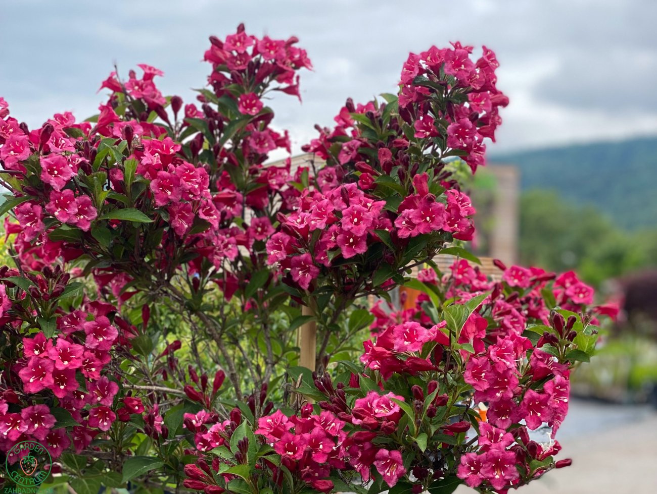 Vajgela kvetnatá ´BRISTOL RUBY´ | 40-60 cm | zahradnici.sk