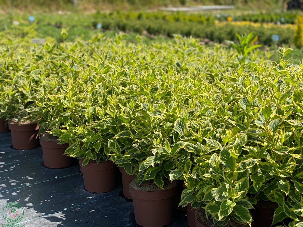Vajgela kvetnatá ´NANA VARIEGATA´| 30-50 cm| zahradnici.sk
