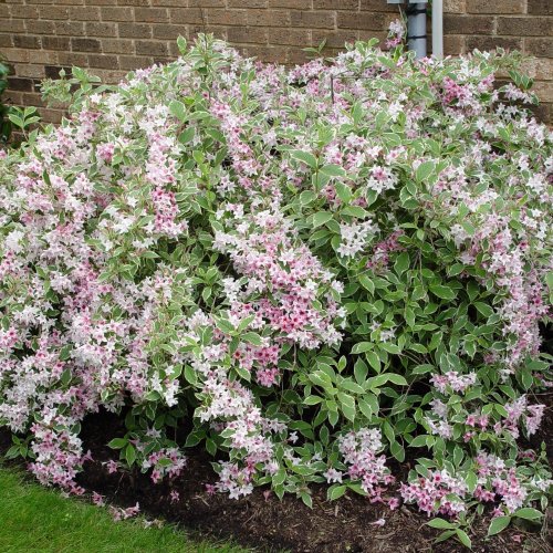 Vajgela kvetnatá ´NANA VARIEGATA´| 30-50 cm| zahradnici.sk