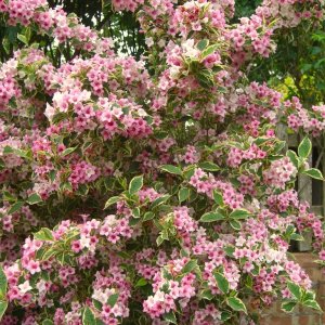 Vajgela kvetnatá ´NANA VARIEGATA´| 30-40 cm| zahradnici.sk