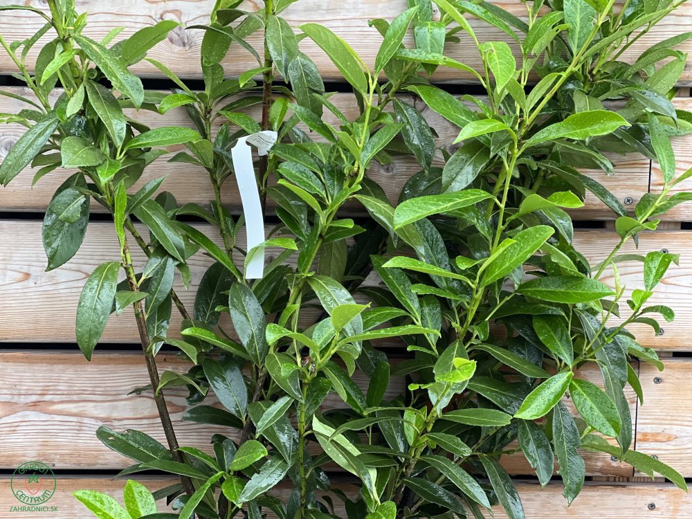 Vavrínovec lekársky ´CAUCASICA´| 90-120 cm| zahradnici.sk