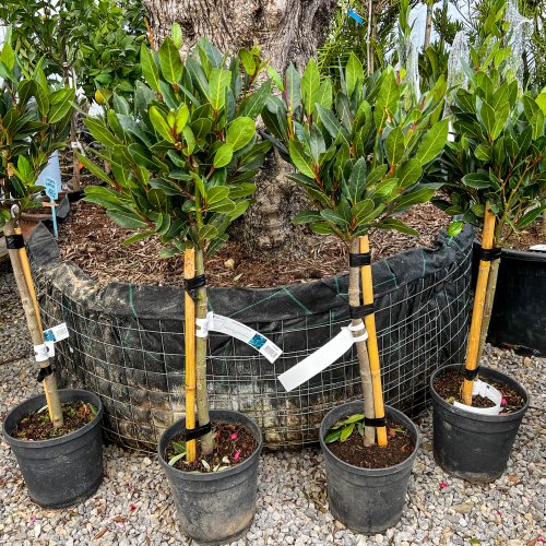 Vavrín pravý (Bobkový list) na kmienku | 70-100 cm| zahradnici.sk