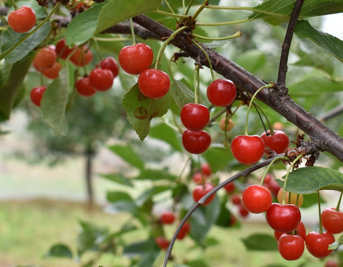 Višňa - čerešňa višňová ´NORTHSTAR´ | 150-180 cm | zahradnici.sk