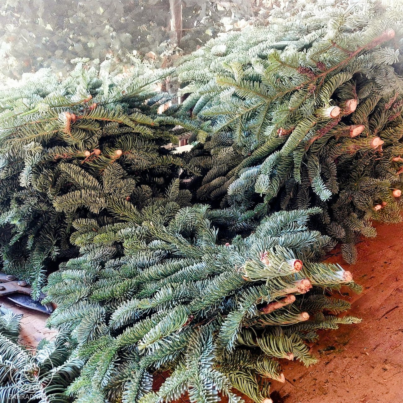 Vetvičky na vianočné dekorácie, strieborná jedlička | 40-90 cm, 5KG ...