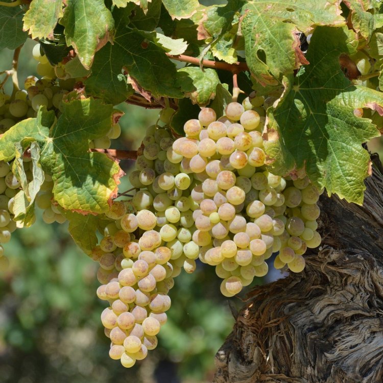 Vinič stolový ´SOLARIS´ | 40-60 cm | zahradnici.sk