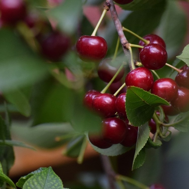 Stĺpovitá višňa ´JOANNA´ | 60-80 cm | zahradnici.sk