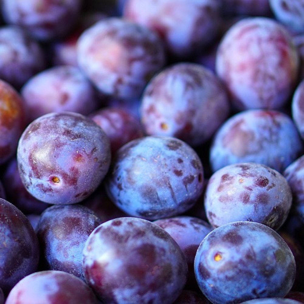 Slivka ´Bystrická muškátová´ | 180-210cm | zahradnici.sk