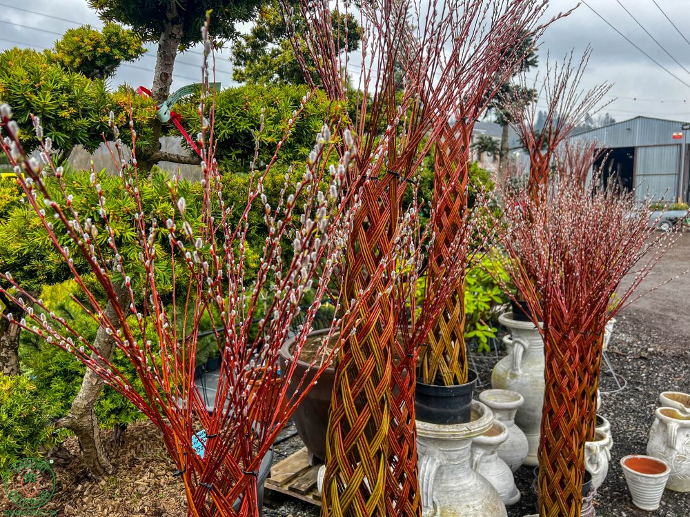 Pletená vŕba americká| 100-120 cm| zahradnici.sk