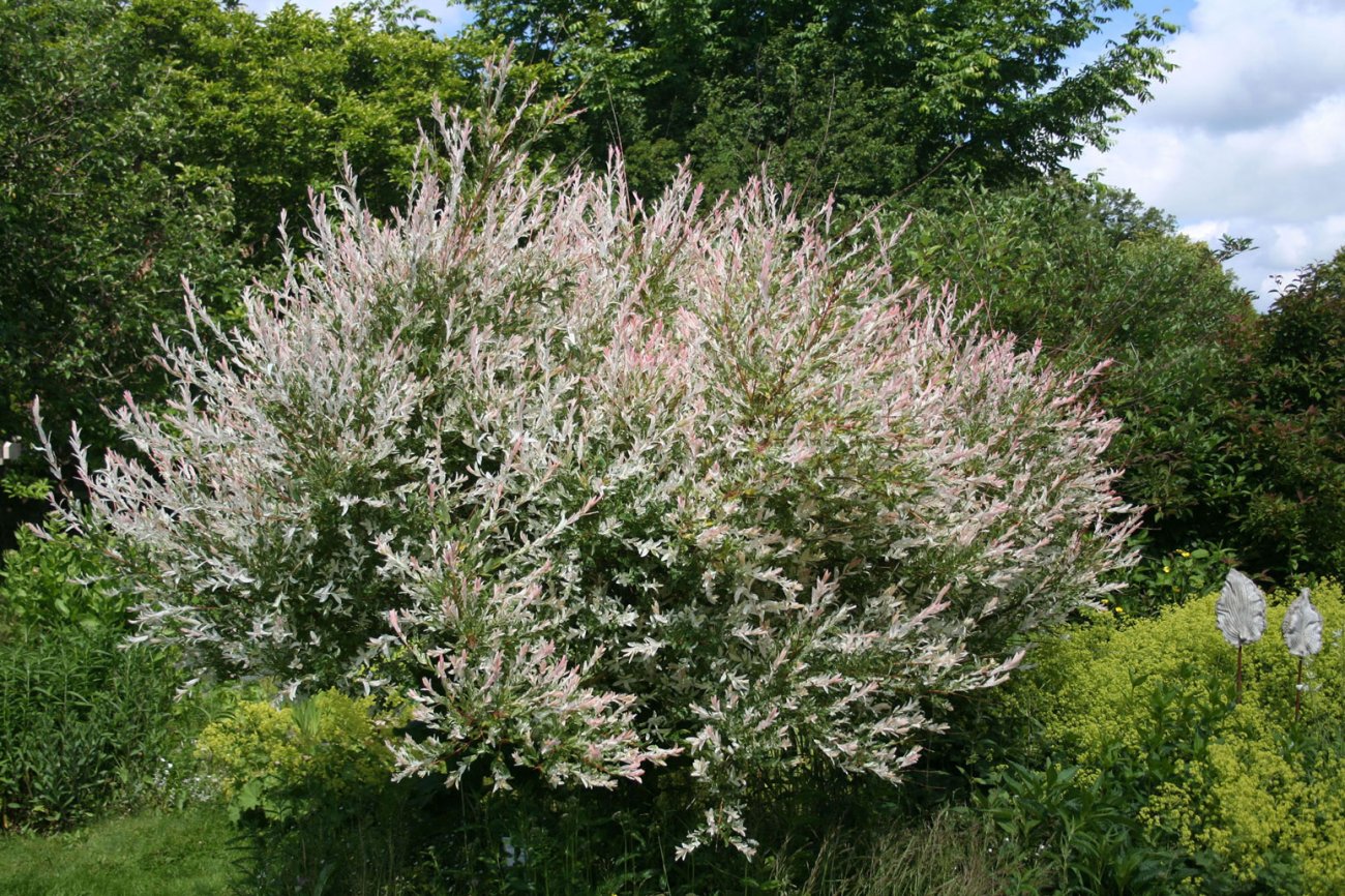 Vŕba japonská ´HAKURO NISHIKI´| 200-250 cm| zahradnici.sk