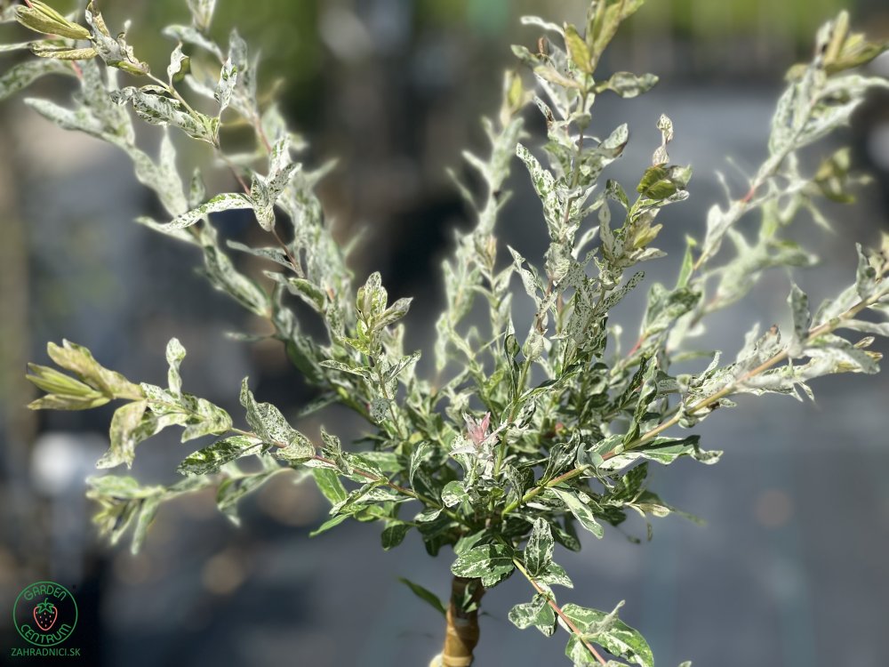 Vŕba japonská (Salix integra) ´HAKURO NISHIKI´ - zahradnici.sk