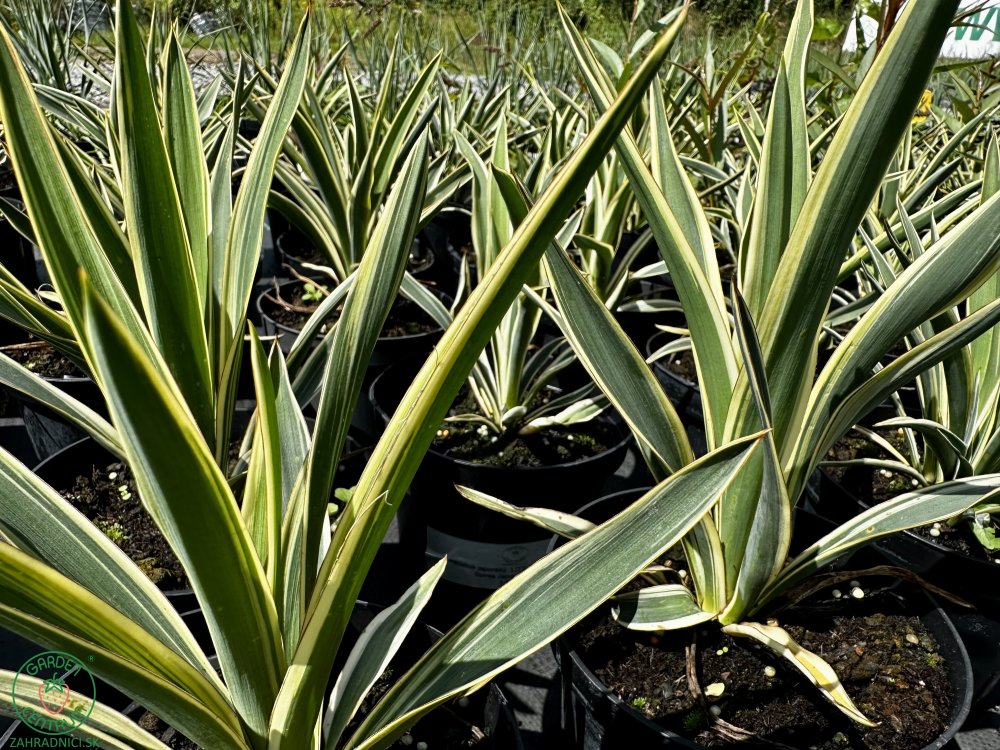 Juka vláknitá ´IVORY TOWERS´ |15-30 cm| zahradnici.sk