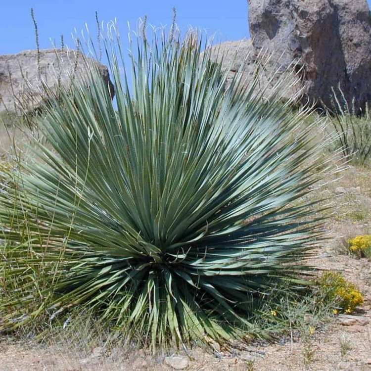 Yucca rostrata| 30-50 cm| zahradnici.sk