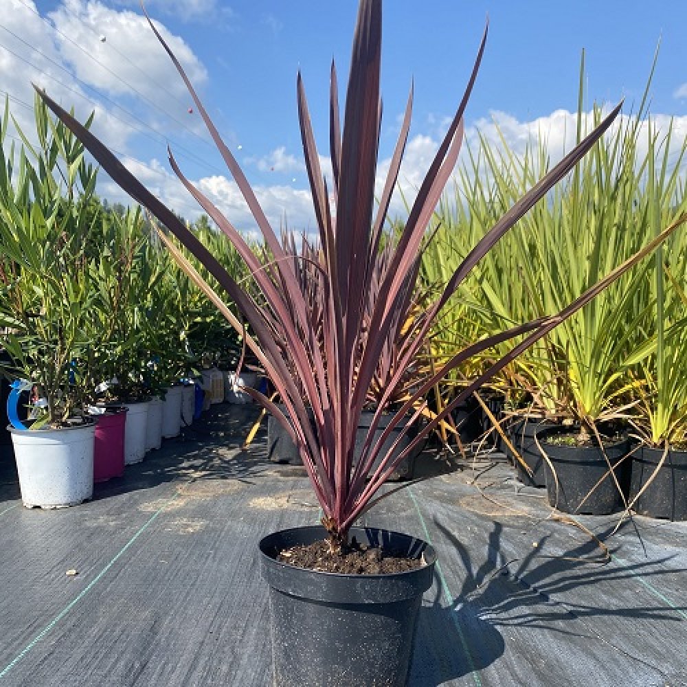 Cordyline Australis ´RED STAR´ 30-50 cm - zahradnici.sk