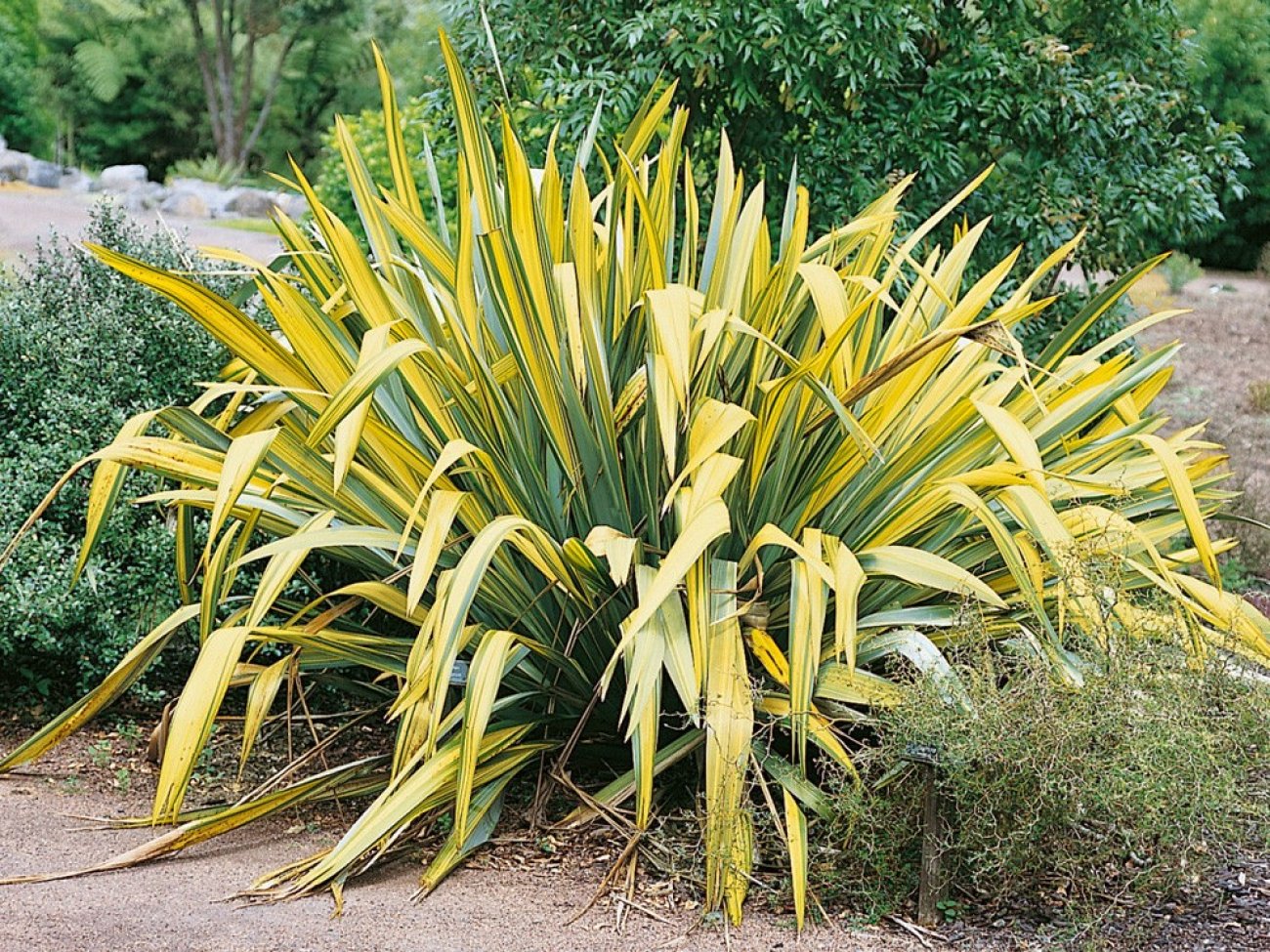 Phormium tenax ´VARIEGATUM´ |40-60 cm| zahradnici.sk