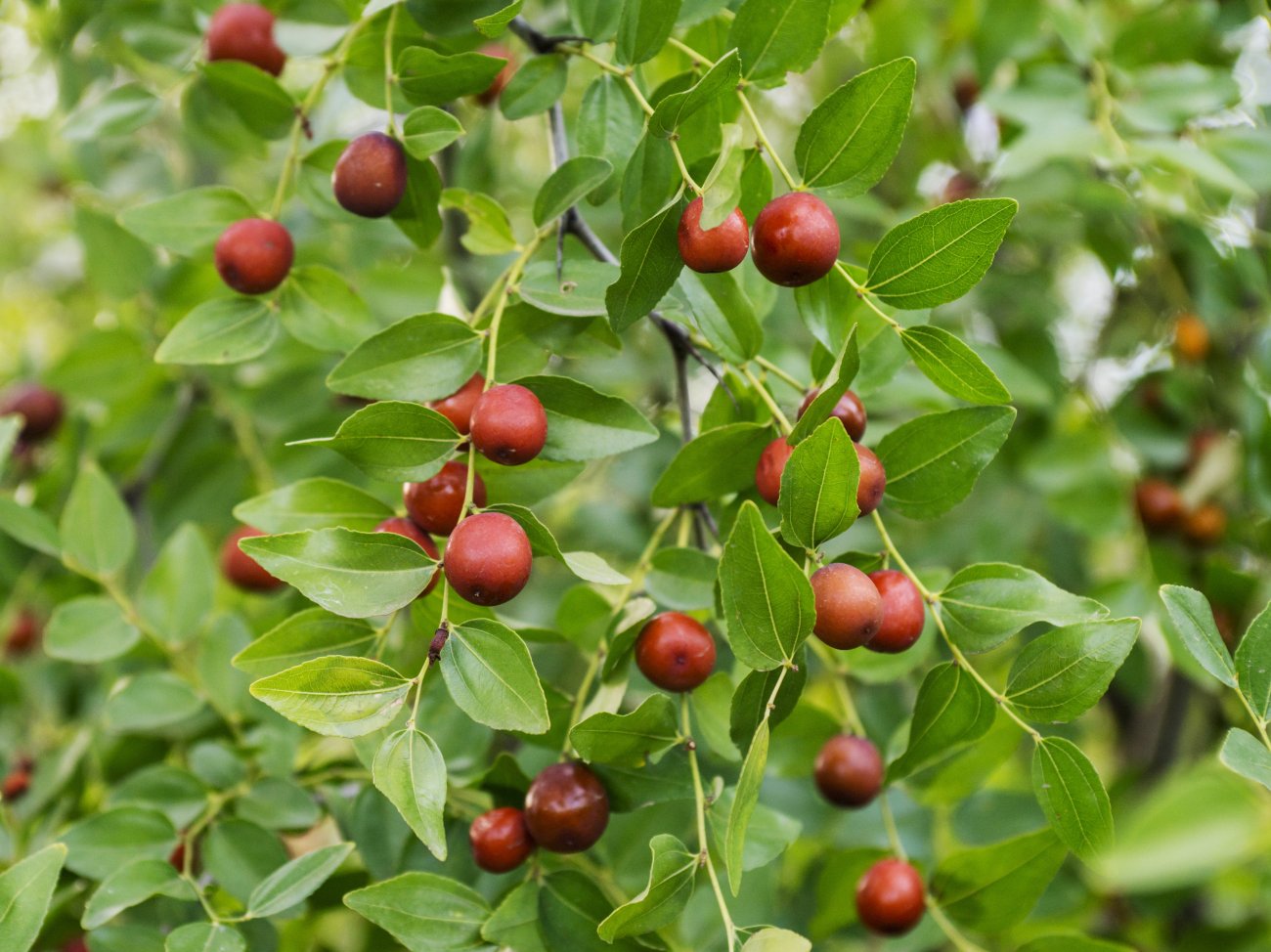 Jujuba - Čínska ďatľa ´DONG ZAO´ | 125-150 cm | zahradnici.sk