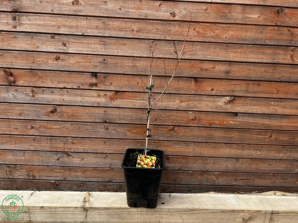 Jujuba - Čínska ďatla (Zizphus jujuba) ´DONG ZAO´ - zahradnici.sk