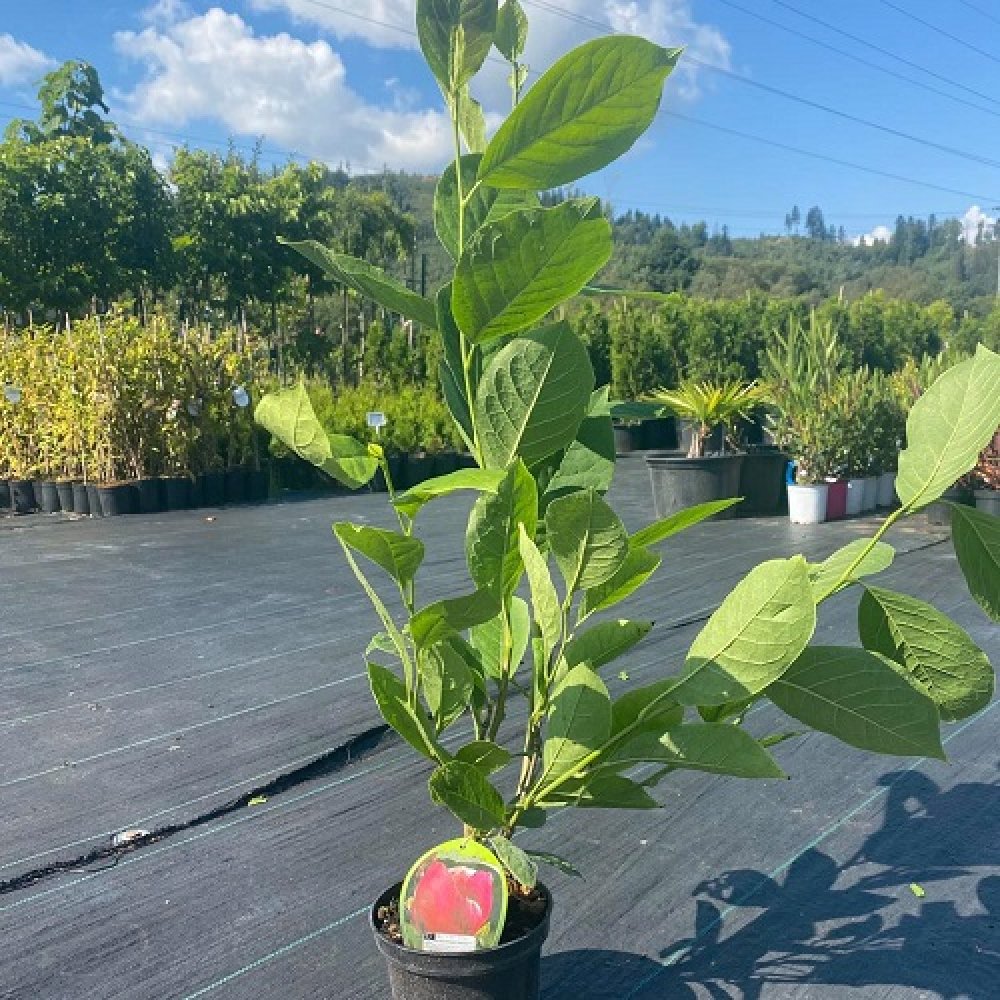 Magnólia ´RUSTICA RUBRA´ - výška 70-90cm, kont. C2L - zahradnici.sk