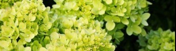 Hortenzia metlinatá ´MAGICAL LIME SPARKLE´® | 20-30 cm | zahradnici.sk